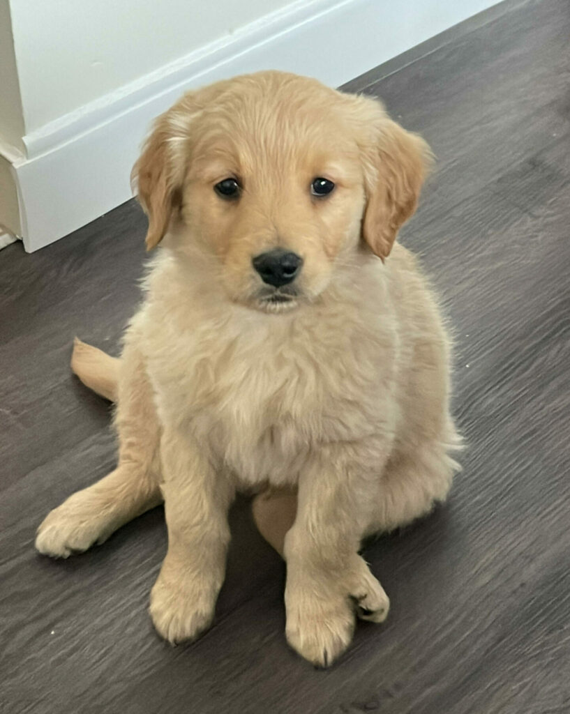 Why every intranet needs a pet gallery [adorable photos included]