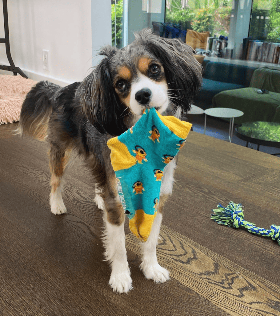 Why every intranet needs a pet gallery [adorable photos included]